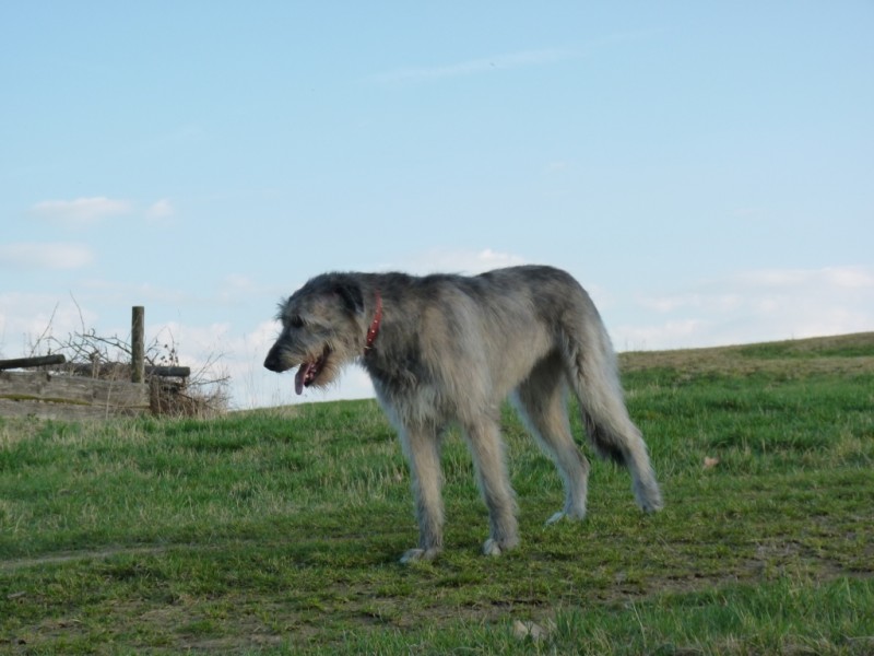 Irský vlkodav - chovatelská stanice Caer Dallben / Irish wolfhound ...